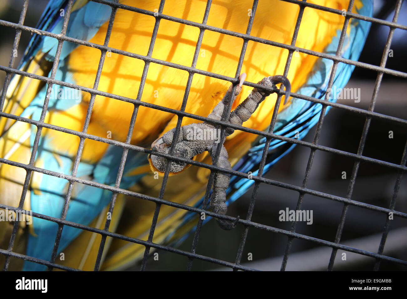 The foot of a blue and yellow parrot, as seen through a cage at a zoo ...