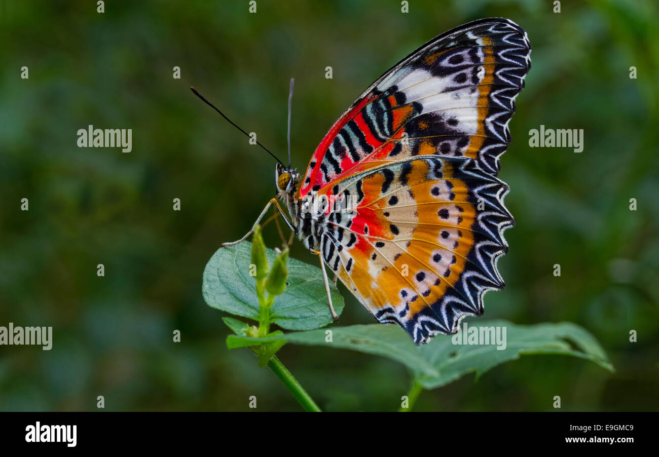 Malay Lacewing Butterfly Stock Photo - Alamy