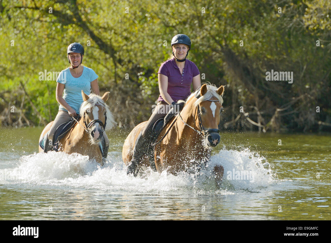 Horses in river haflinger hi-res stock photography and images - Alamy