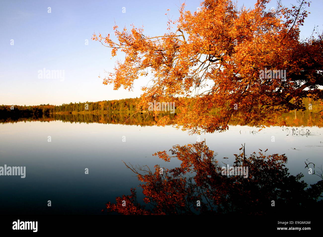 Autumn leaves changing color reflected on a lake's surface Stock Photo ...