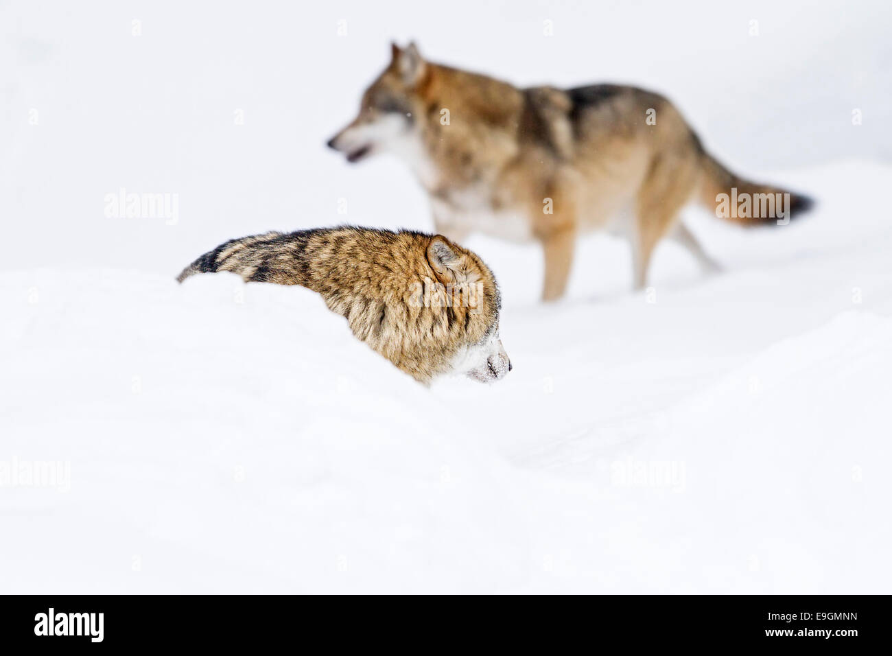 Captive Grey Wolf (Canis lupus) omega male displays submissive ...