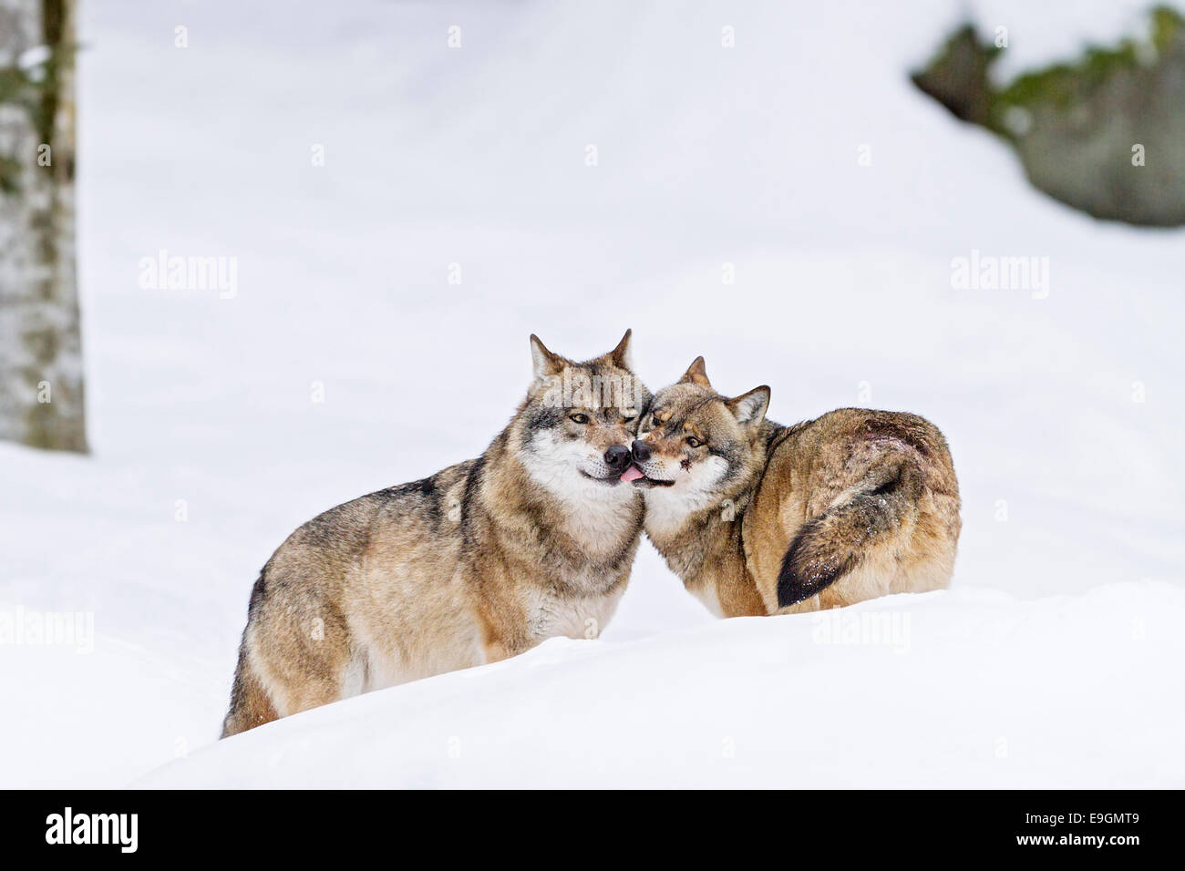 Captive Grey Wolf (Canis lupus) greeting each other Stock Photo - Alamy
