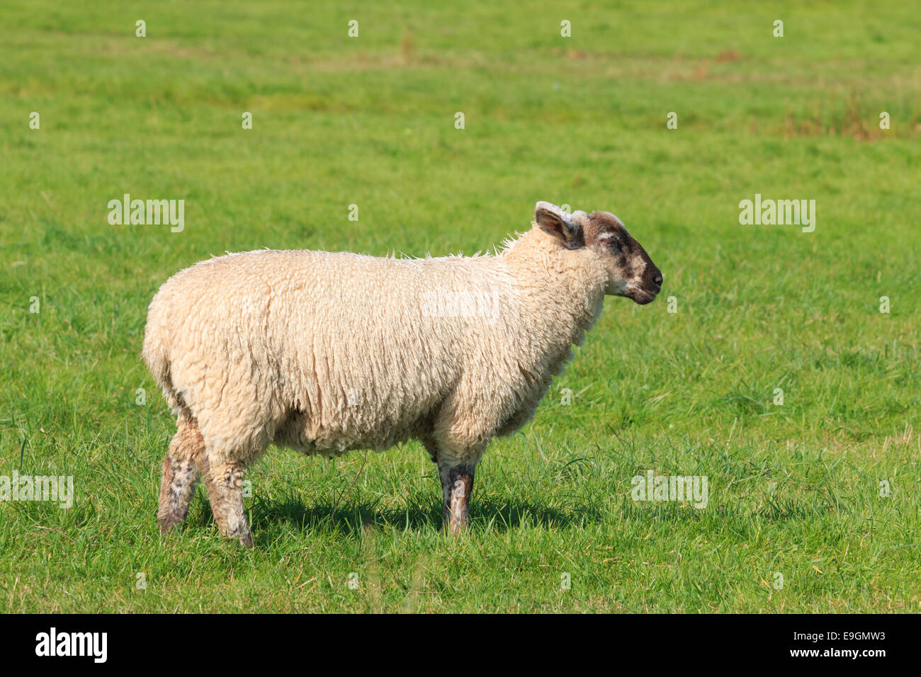 Woolly sheep hi-res stock photography and images - Alamy