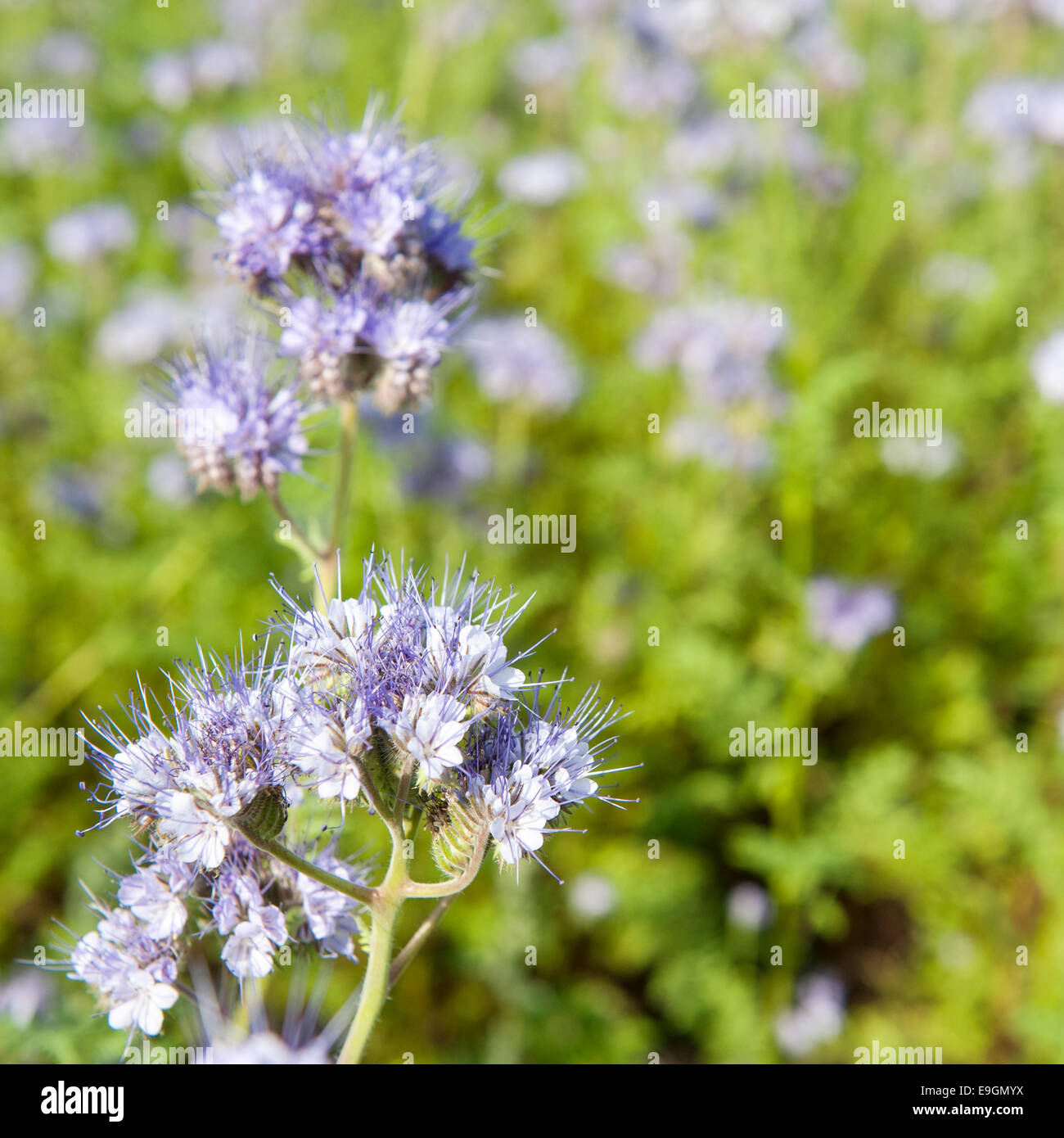 Light blue wildflower in close up against green foliage Stock Photo - Alamy