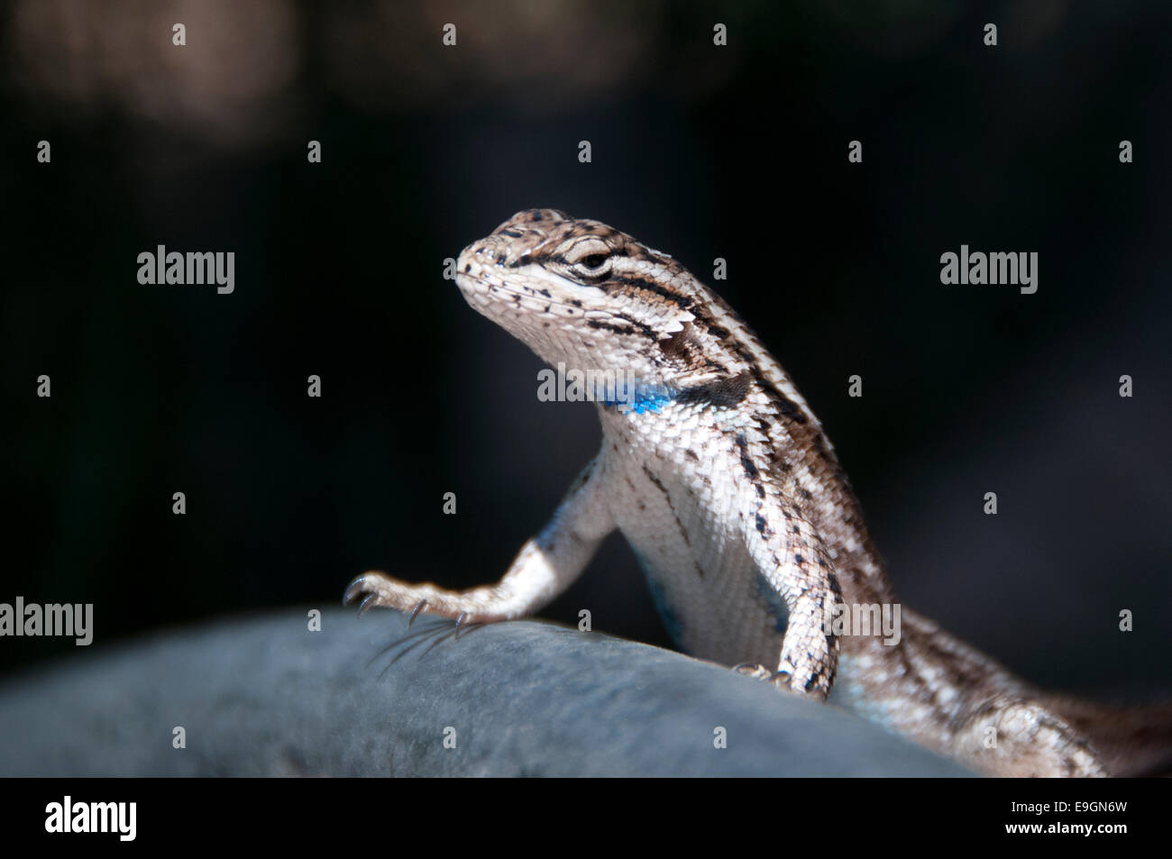 Mottled lizard hi-res stock photography and images - Alamy