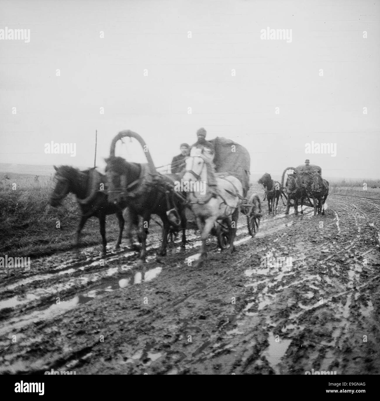 Horse in travel Black and White Stock Photos & Images - Alamy