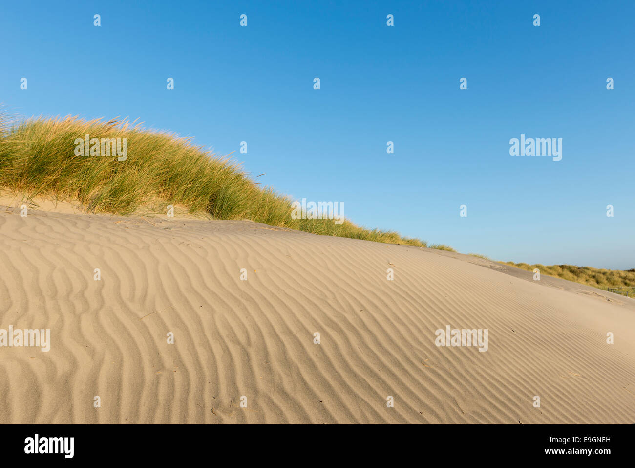 Sand Couch Grass High Resolution Stock Photography and Images - Alamy