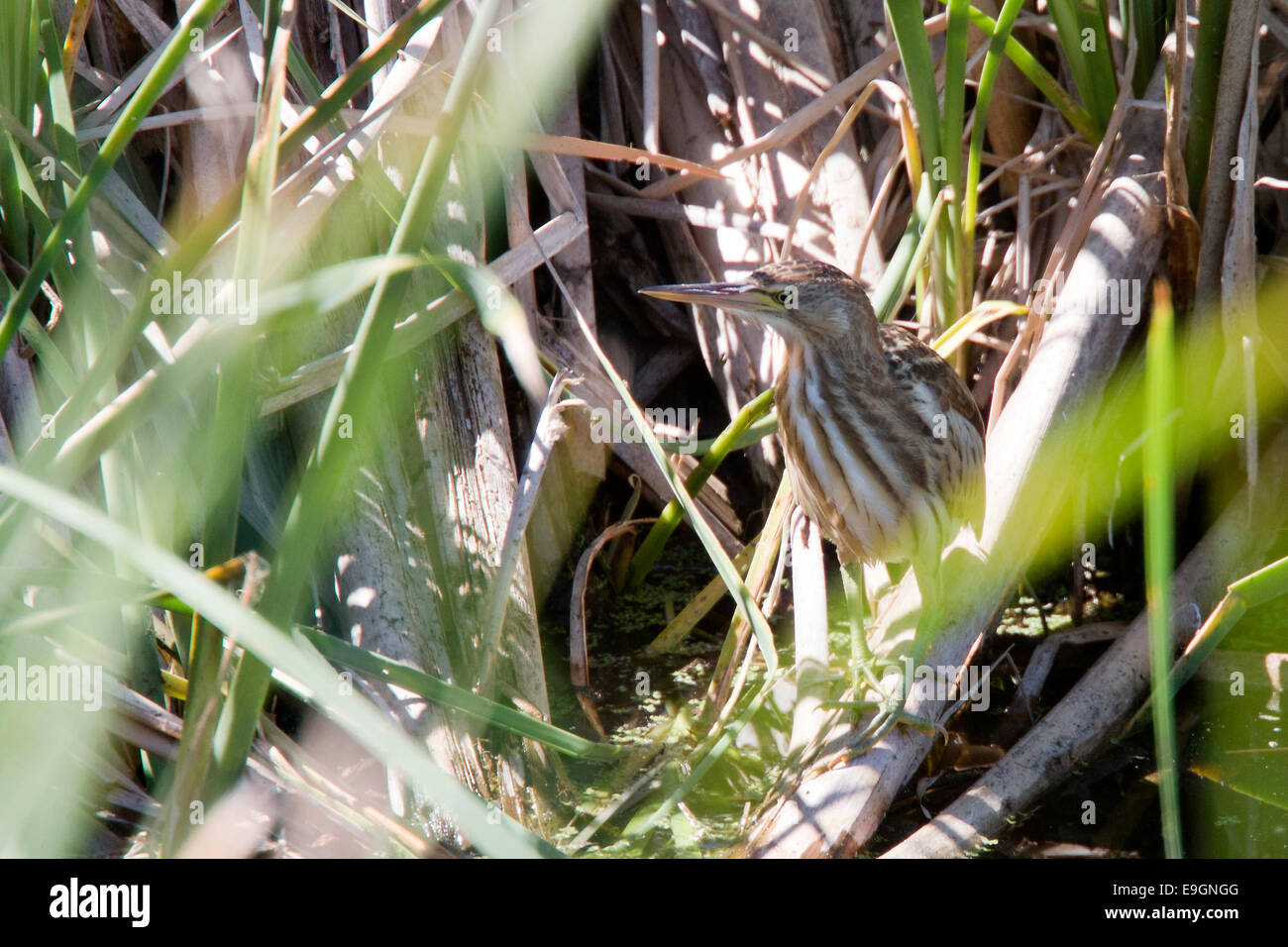Female reed camouflage portugal hi-res stock photography and images - Alamy