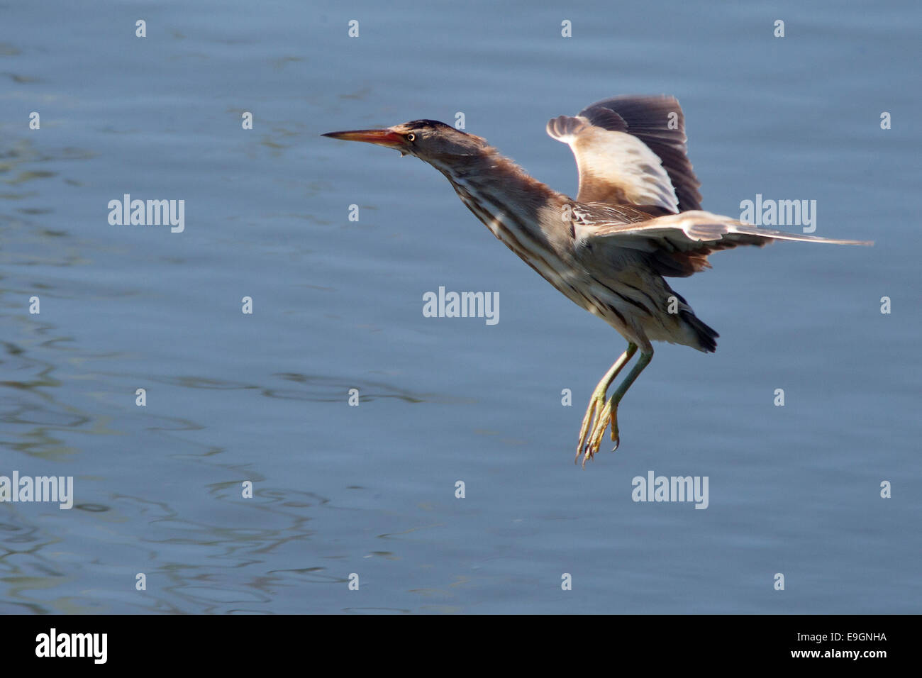Adult little bittern in flight hi-res stock photography and images - Alamy