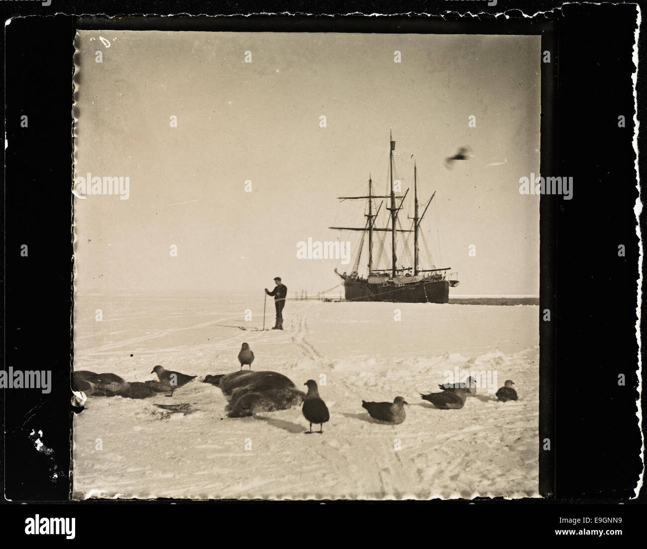 A historical image of the Fram, the famous polar ship used by Roald ...