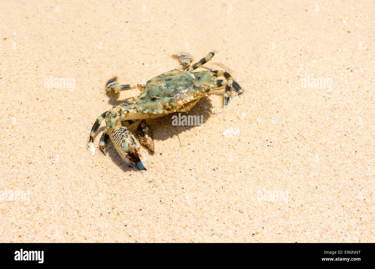 White sea shore in Cut Out Stock Images & Pictures - Alamy