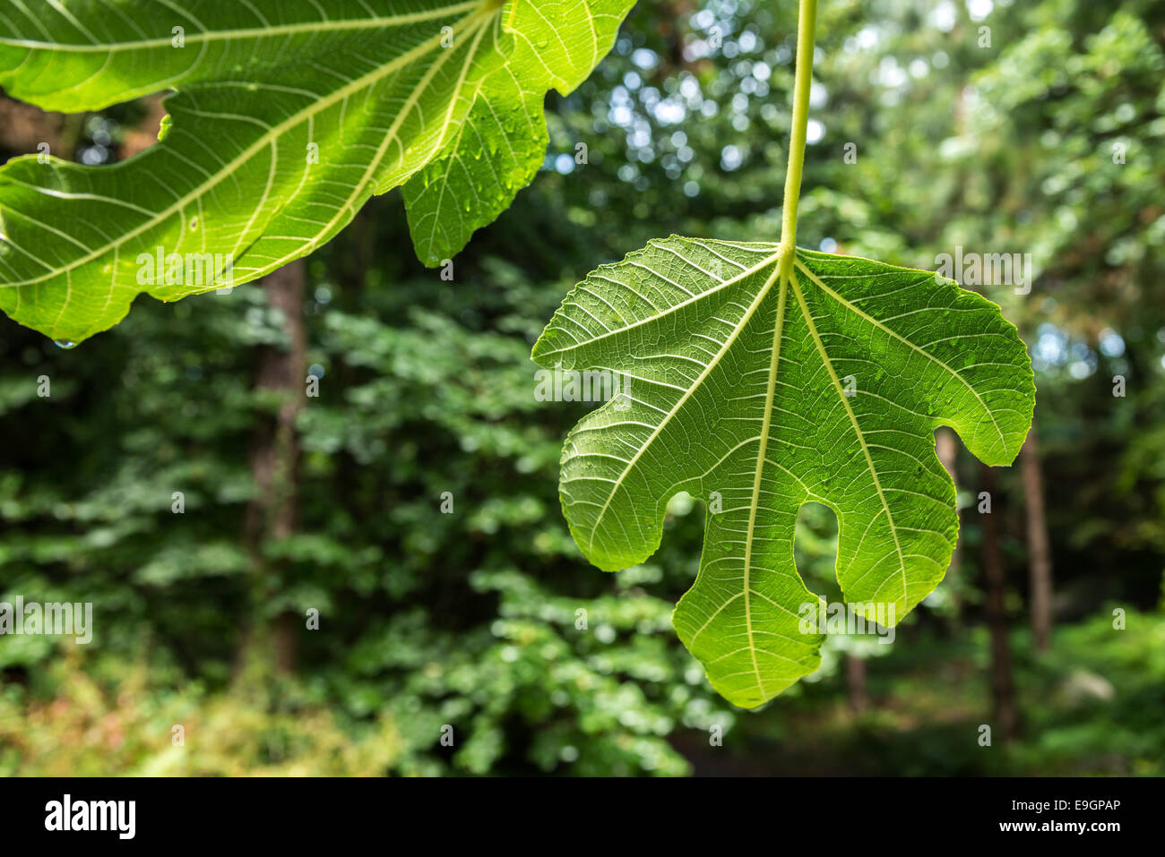 Back side of leaf hi-res stock photography and images - Alamy