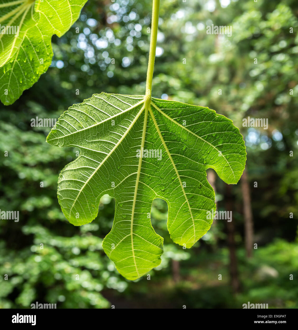 A close up of an unidentified leaf Stock Photo - Alamy