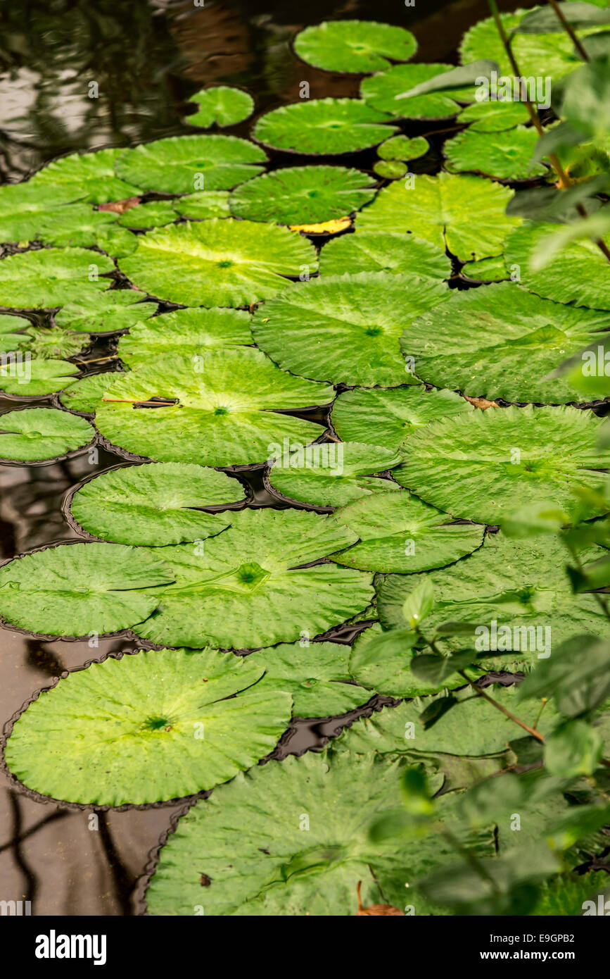 Lily pads in a pool of water. Close up image Stock Photo - Alamy