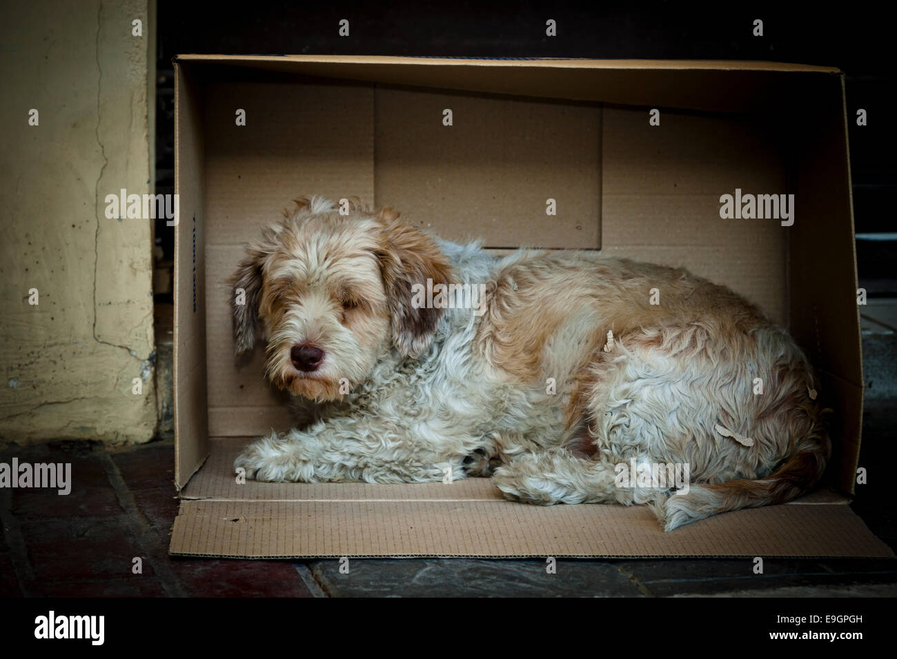 A stray dog makes his home in a cardboard box Stock Photo - Alamy