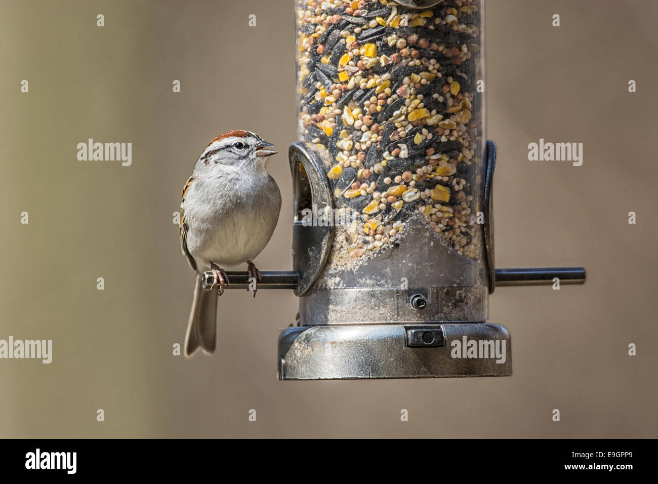 Chipping Sparrow in breeding plumage using a feeder Stock Photo - Alamy