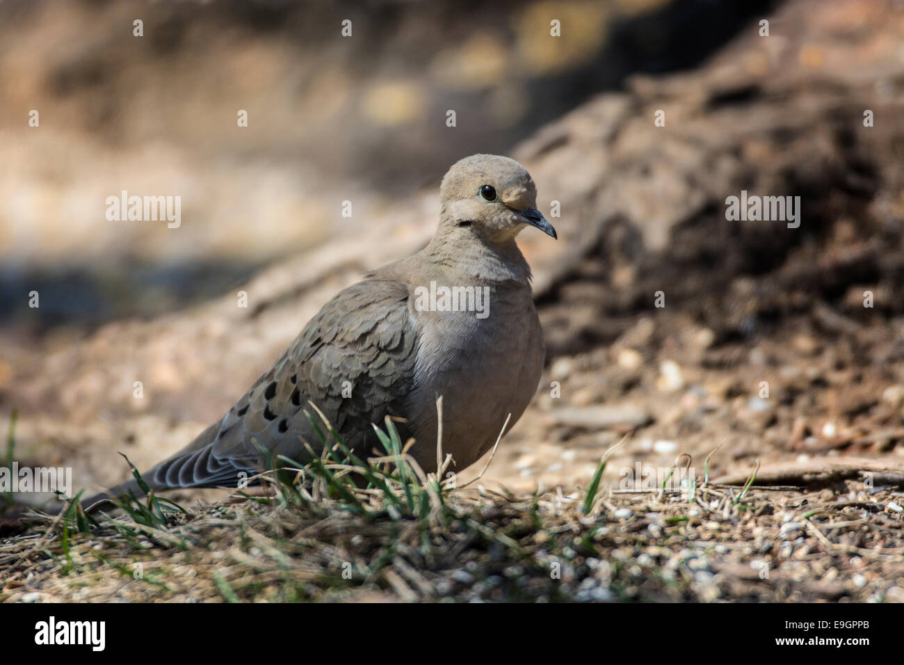 Mourning Dove foraging in spilled seeds on ground Stock Photo - Alamy