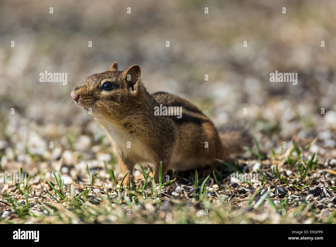 Eastern Chipmunk foraging on ground for spilled seeds Stock Photo - Alamy