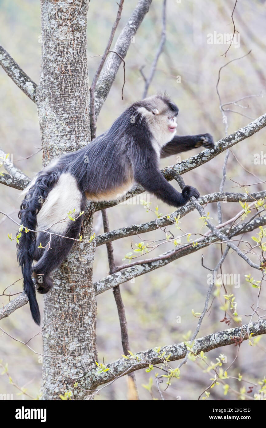 Adult male Yunnan Snub-nosed Monkey (Rhinopithecus bieti) feeding on ...