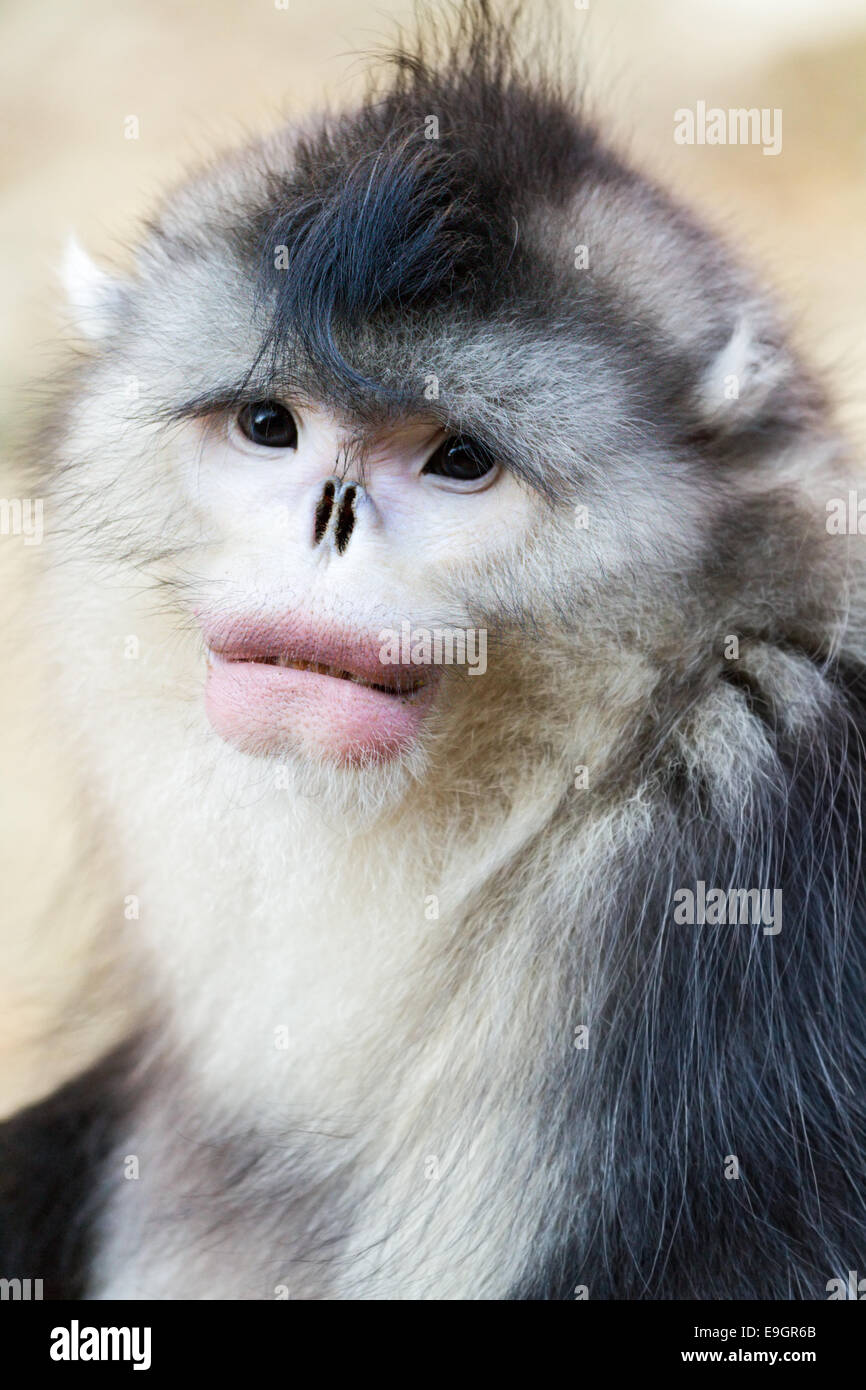 Close-up of an adult male Yunnan snub-nosed Monkey (Rhinopithecus bieti ...