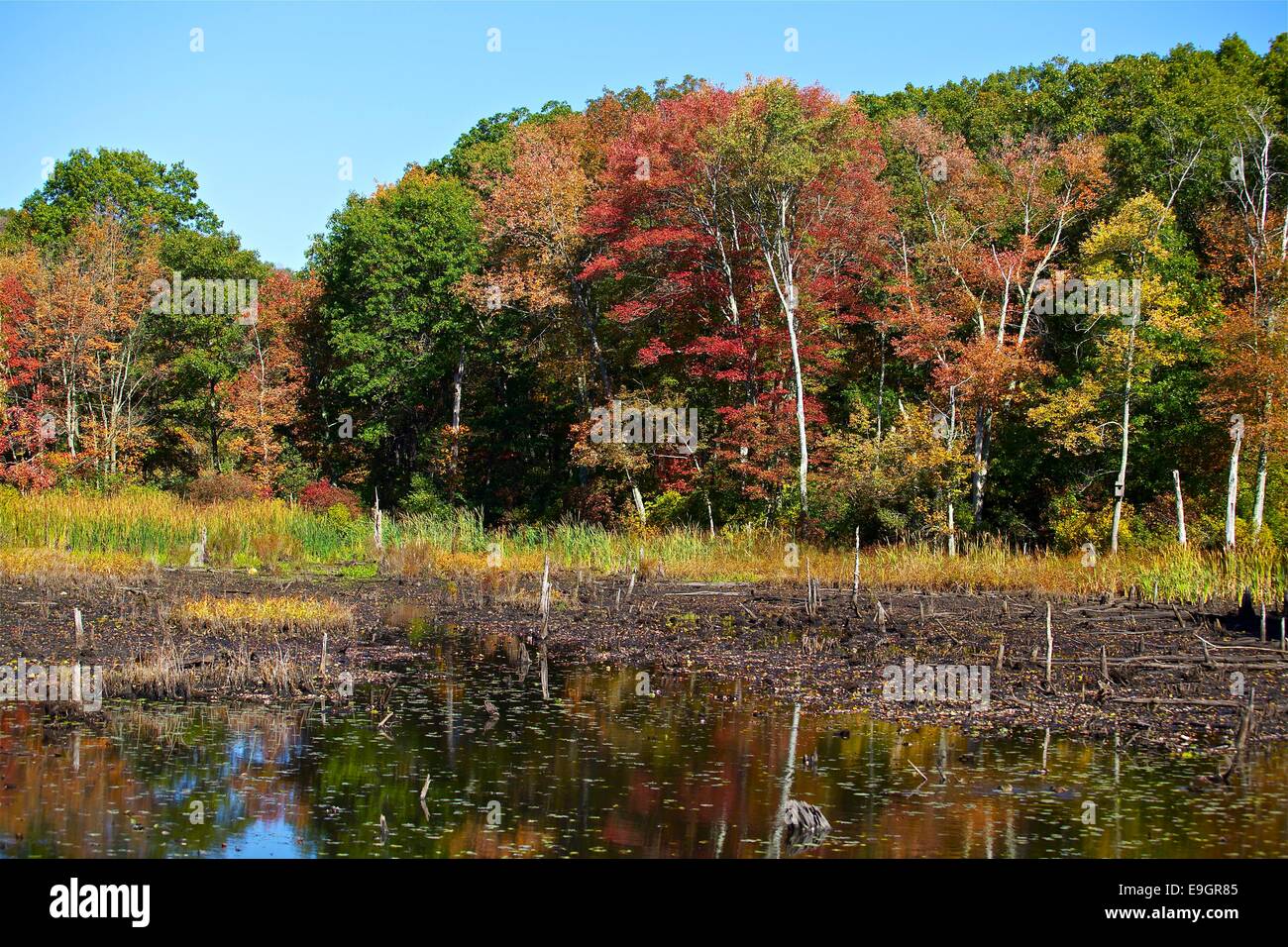 Fall foliage in Massachusetts and dry lake Stock Photo - Alamy