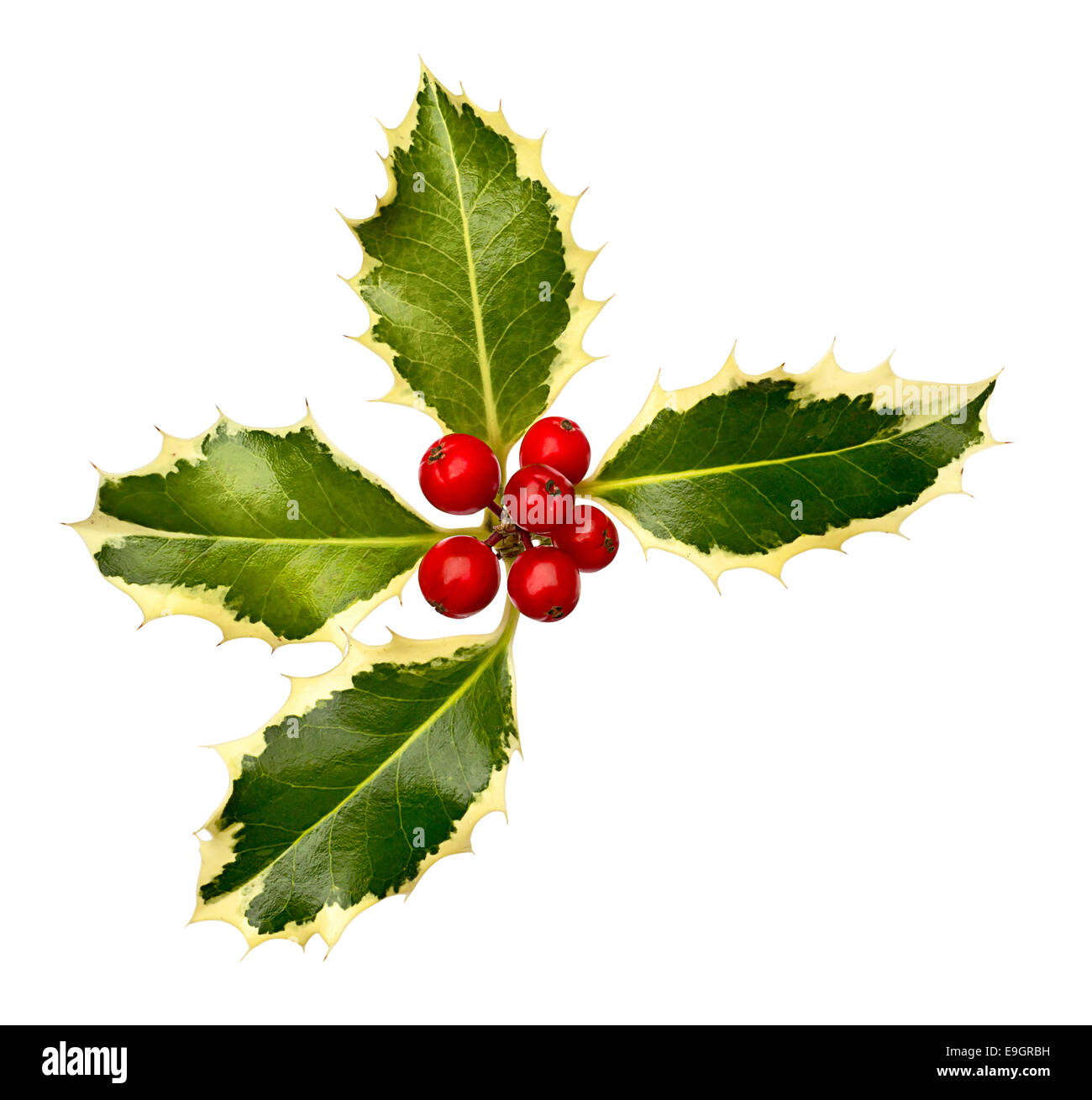 Holly Corner Borders