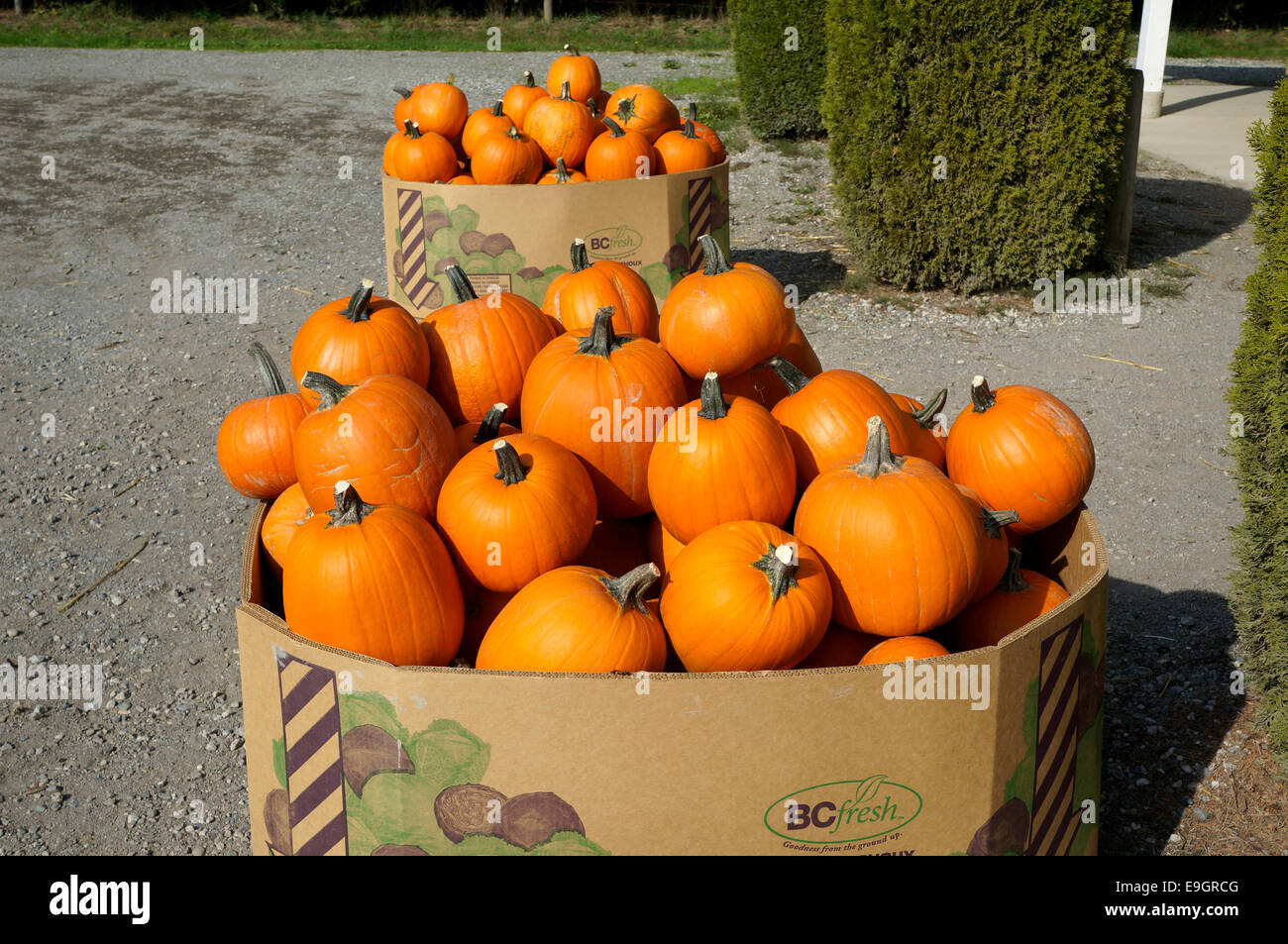 Pumpkins in boxes hi-res stock photography and images - Alamy