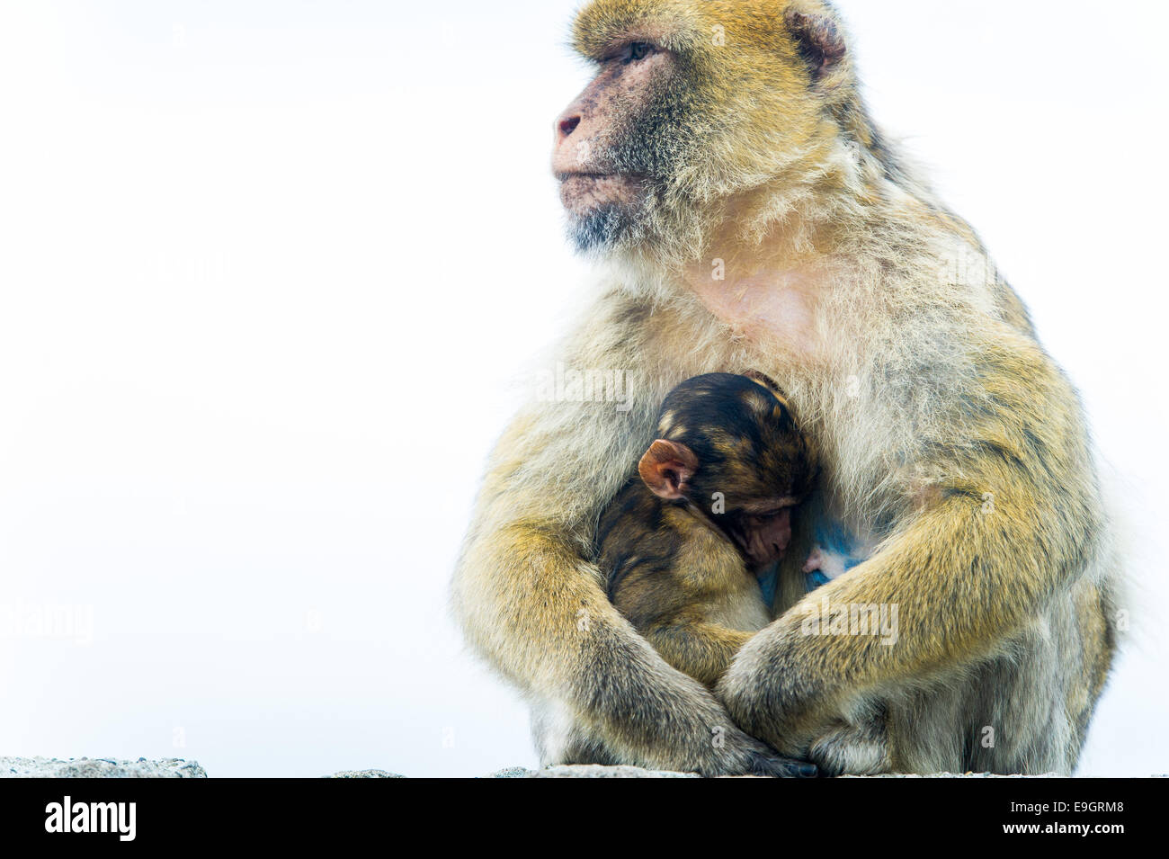 Barbary macaque mother and baby hi-res stock photography and images - Alamy