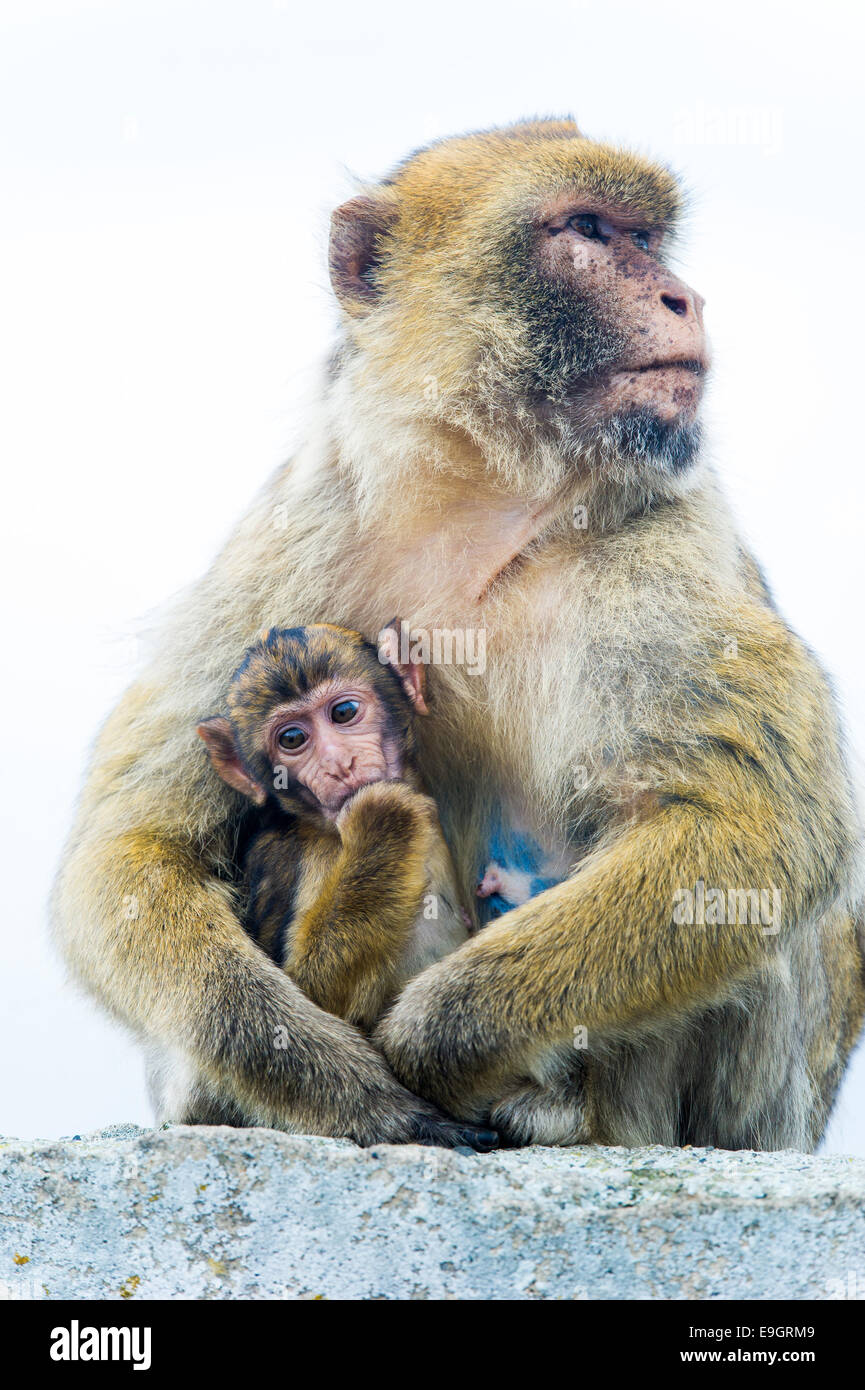 A mother and baby barbary macaque on The Rock of Gibraltar Stock Photo ...