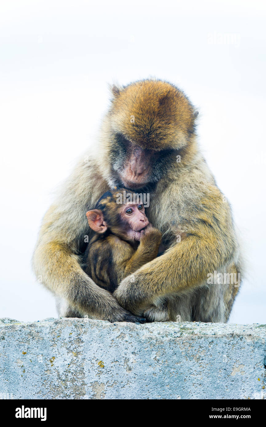 A mother and baby barbary macaque on The Rock of Gibraltar Stock Photo ...