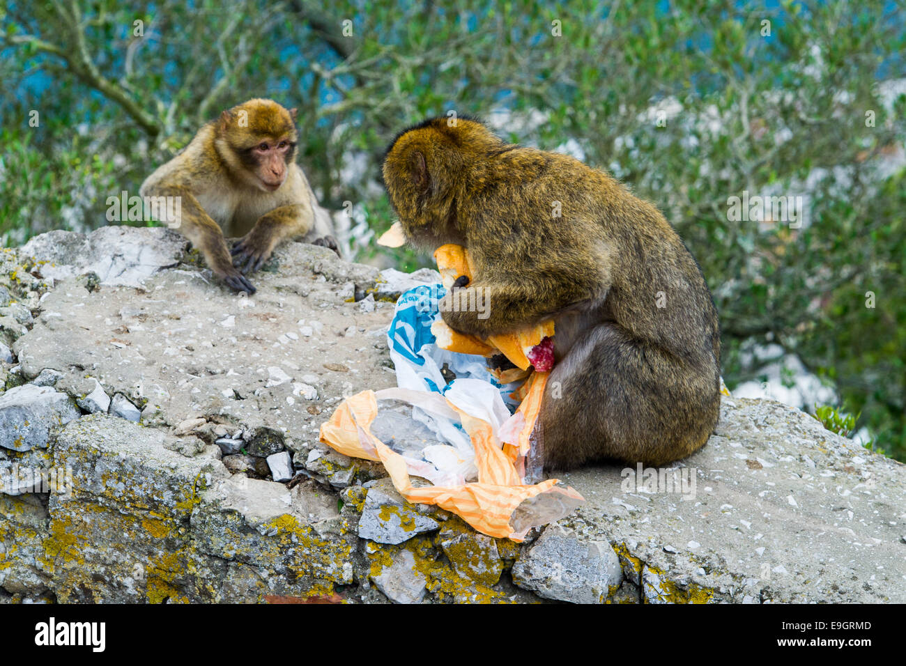 Barbary macaques eating stolen food on The Rock of Gibraltar Stock ...