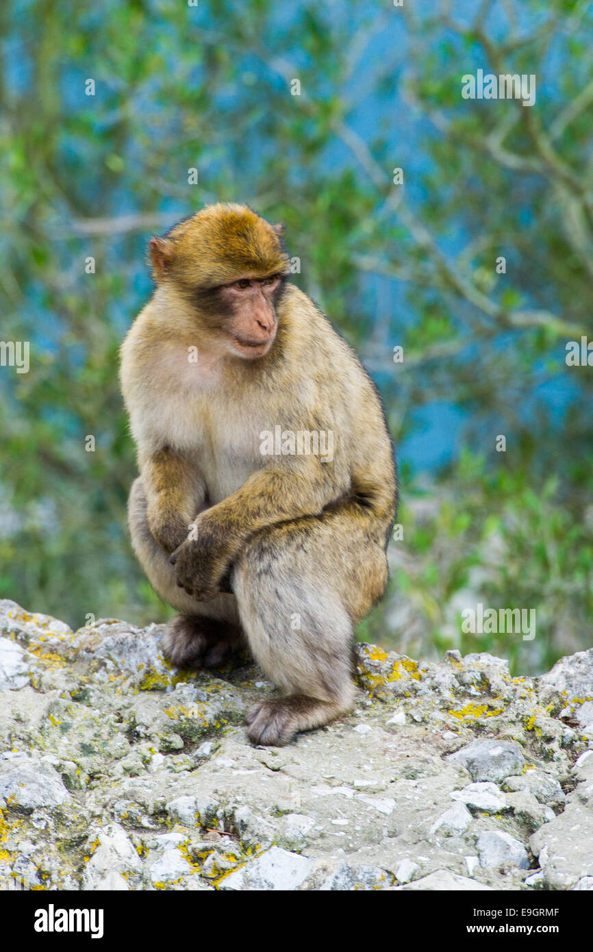Gibraltar monkey barbary macaque on hi-res stock photography and images ...