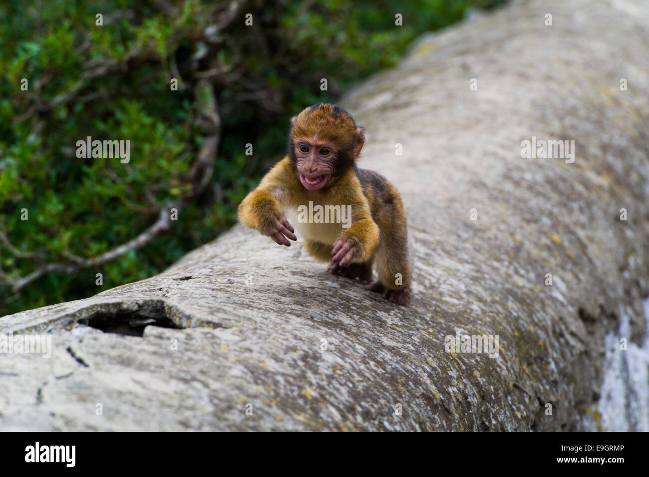 Barbary macaque running hi-res stock photography and images - Alamy