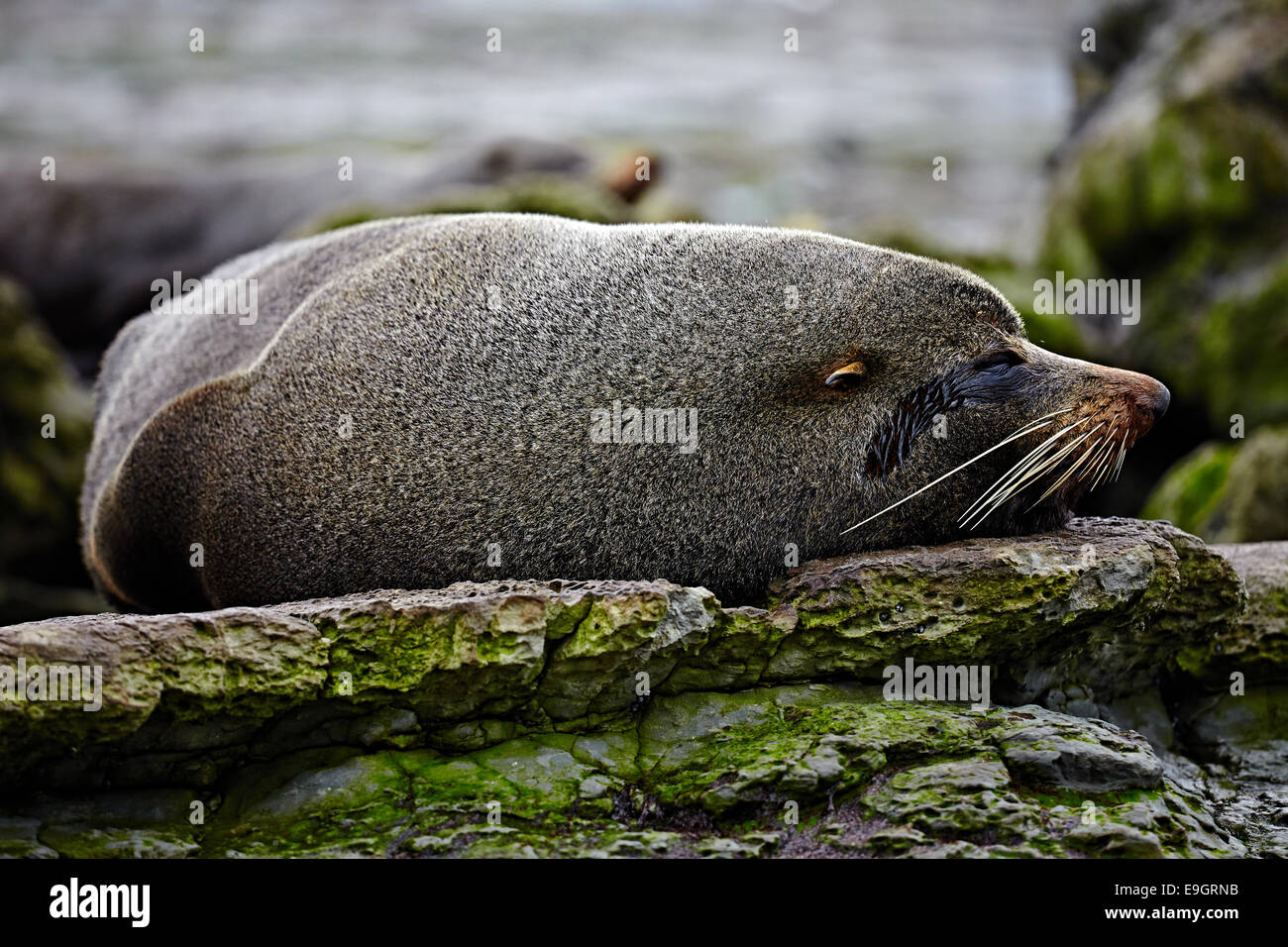 Animal seals hi-res stock photography and images - Alamy