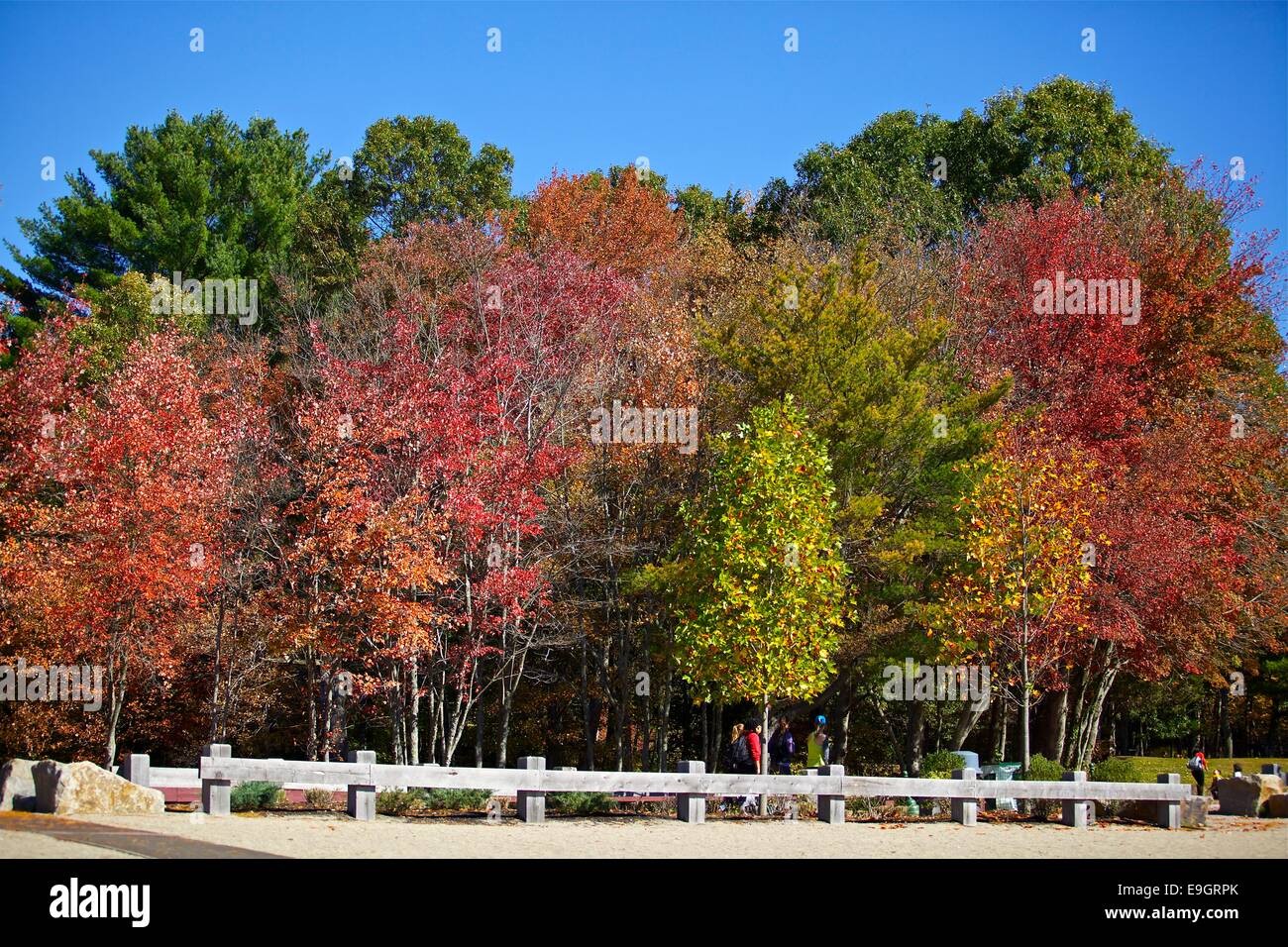 Fall foliage in Massachusetts Stock Photo - Alamy