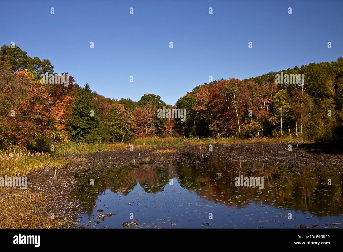 Fall foliage in Massachusetts and dry lake Stock Photo - Alamy