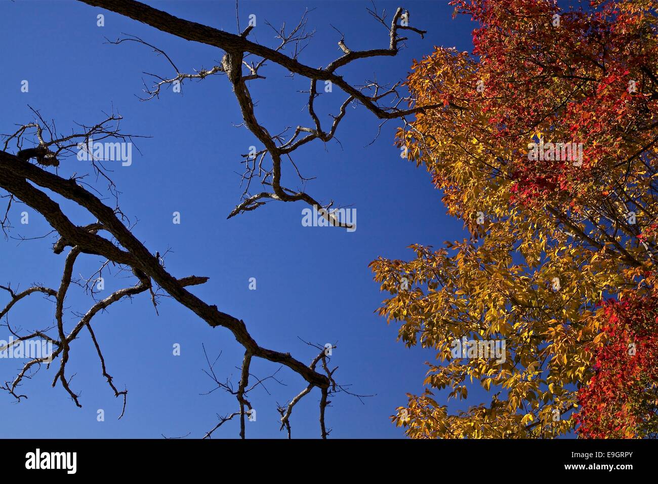 Fall foliage massachusetts hi-res stock photography and images - Alamy