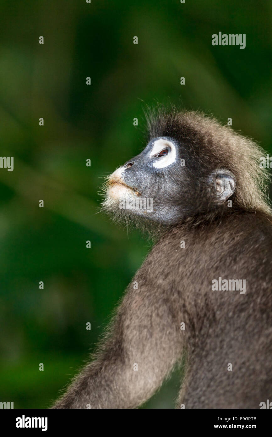 Close-up portrait of a pregnant female Dusky leaf monkey ...