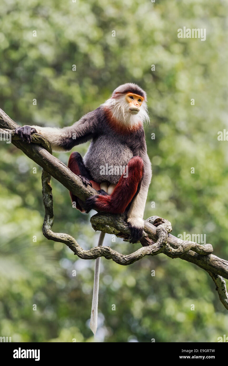 Red-shanked douc (Pygathrix nemaeus) adult male Stock Photo - Alamy
