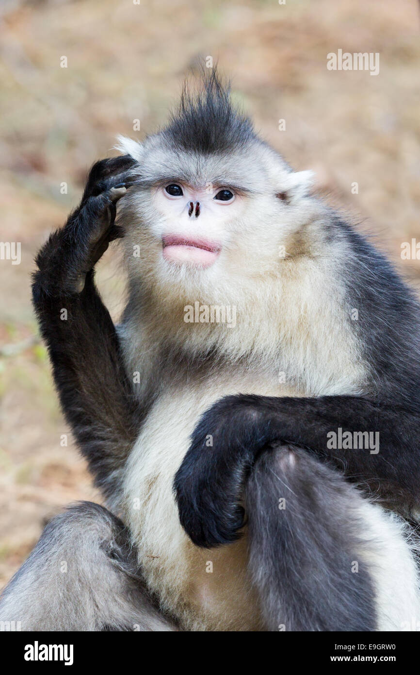 Yunnan Snub-nosed Monkey (Rhinopithecus bieti) scratches its head Stock ...
