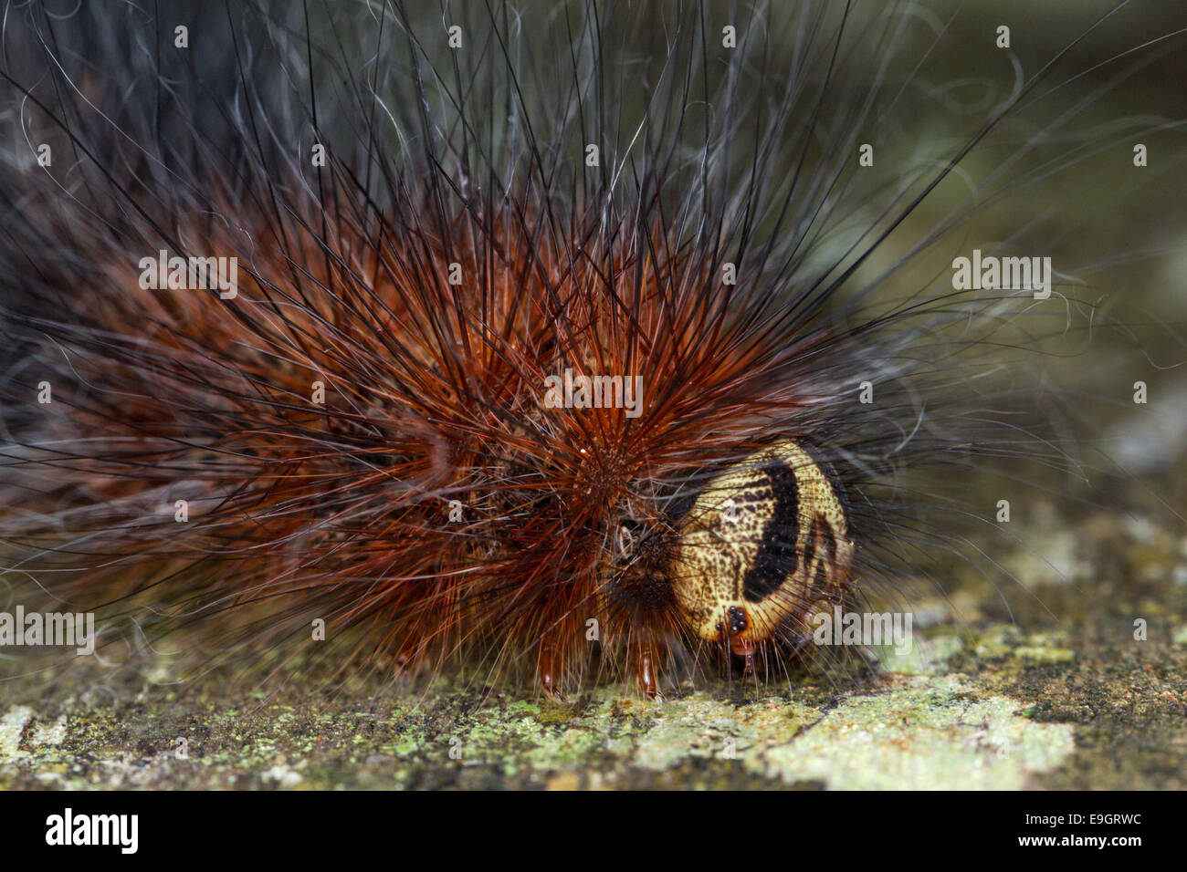 Close up of tropical caterpillar's long fine hair-like setae ...