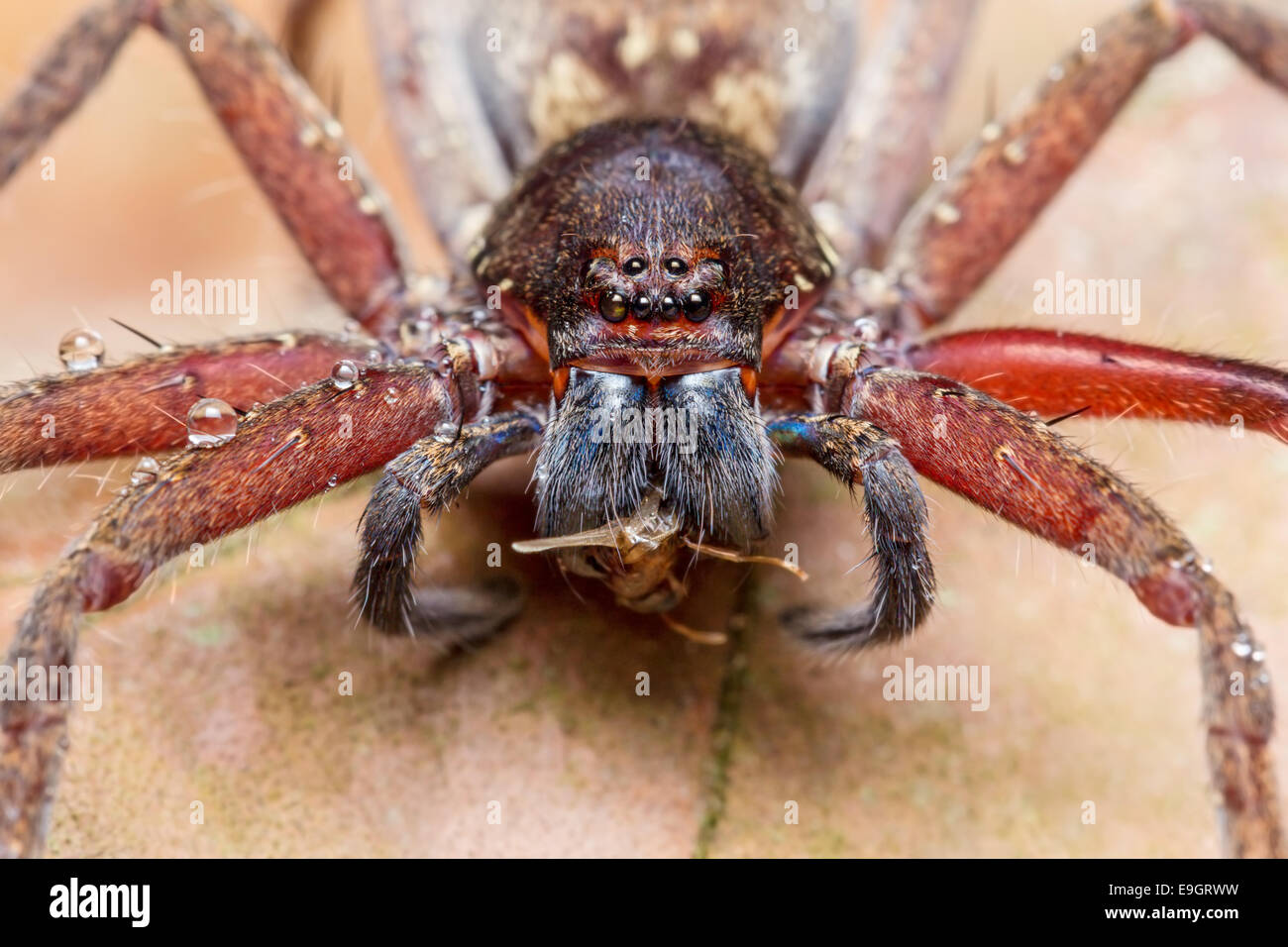 Tropical huntsman spider High Resolution Stock Photography and Images ...