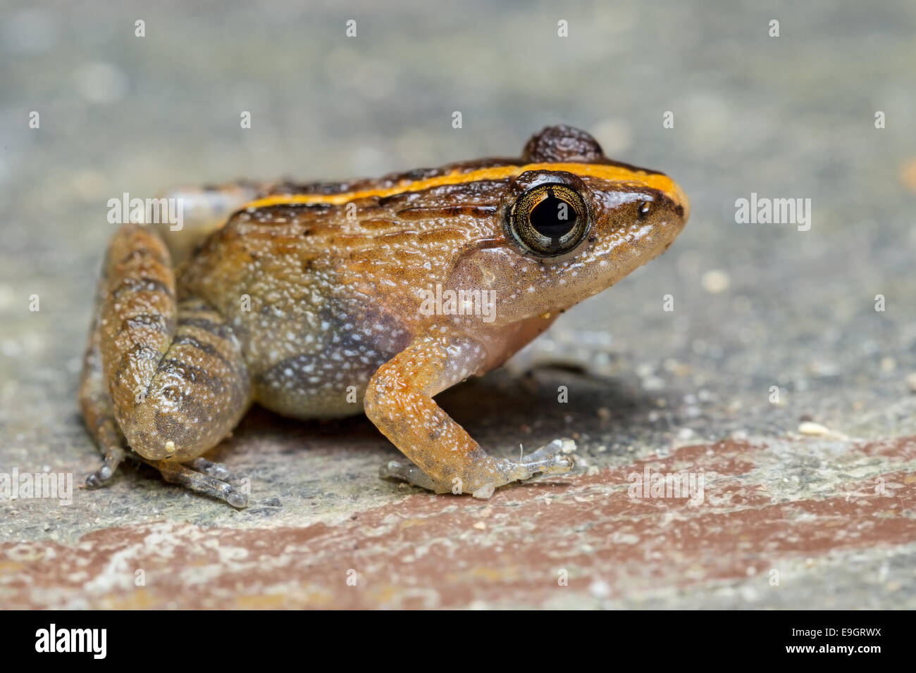 Rhinoceros Frog (Limnonectes plicatellus Stock Photo - Alamy
