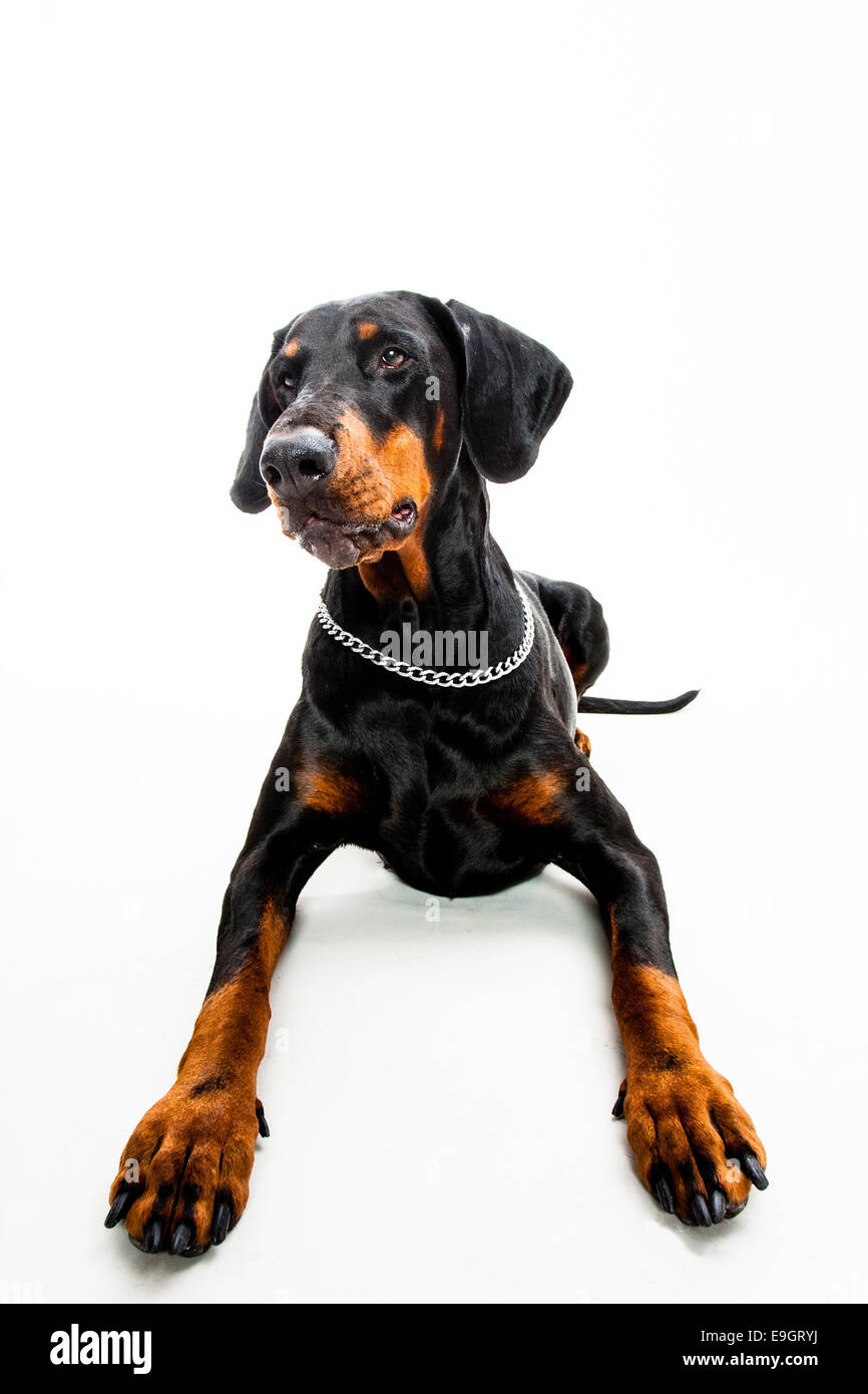 Doberman pinscher dog isolated on white shot from the front Stock Photo ...