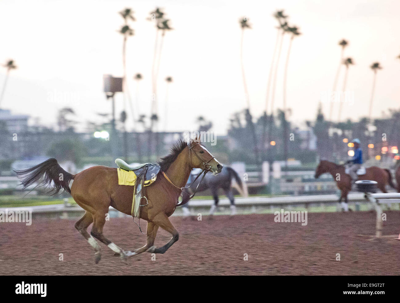 Arcadia, CA, USA. 27th Oct, 2014. Scenes from Santa Anita Race Course ...