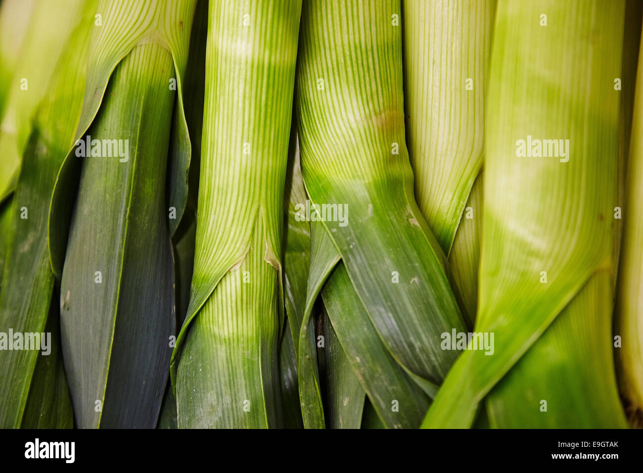 Leeks horizontal hi-res stock photography and images - Alamy