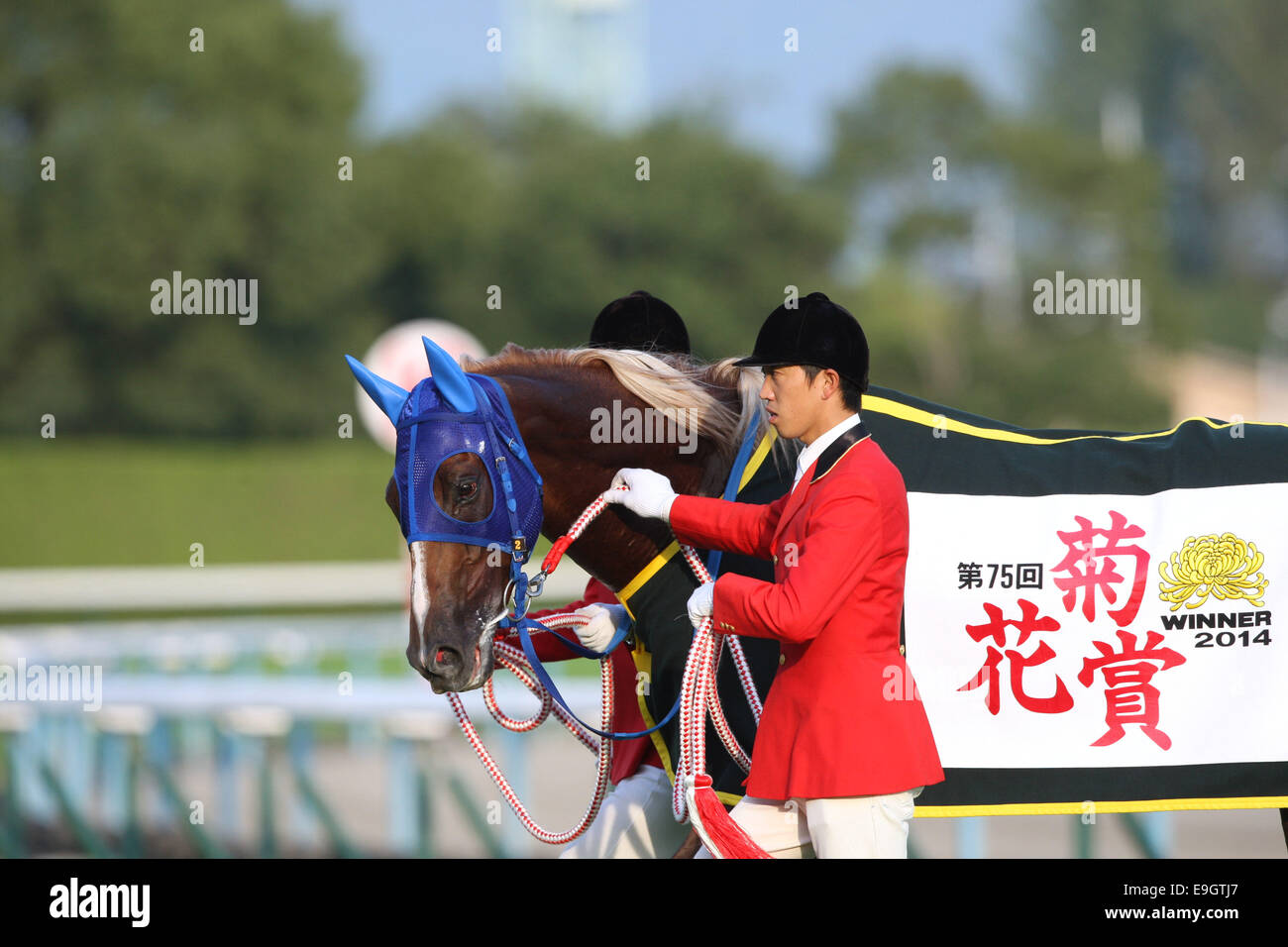 Horse jackal hi-res stock photography and images - Alamy