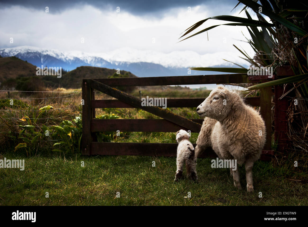 Lamb and baby lamb in a farm Stock Photo - Alamy