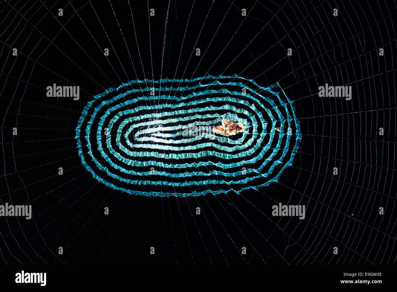 Beautifully spun spider web with spiral stabilimentum web decoration of ...