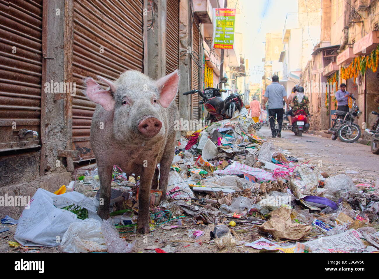 Pig feeding on a pile of garbage at Jaipur Stock Photo - Alamy